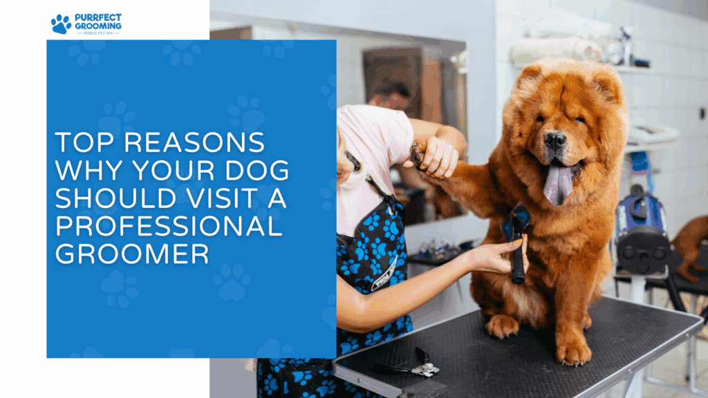 Top 5 Reasons Your Dog Needs a Professional Groomer