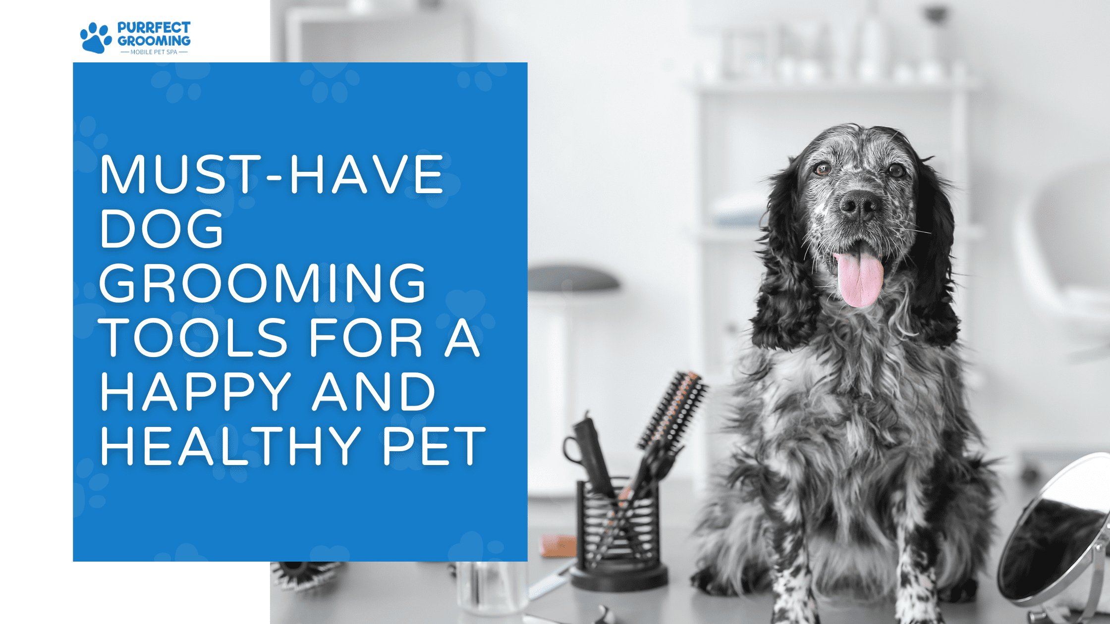 Must-Have Dog Grooming Tools: Keep Your Pet Looking Fabulous