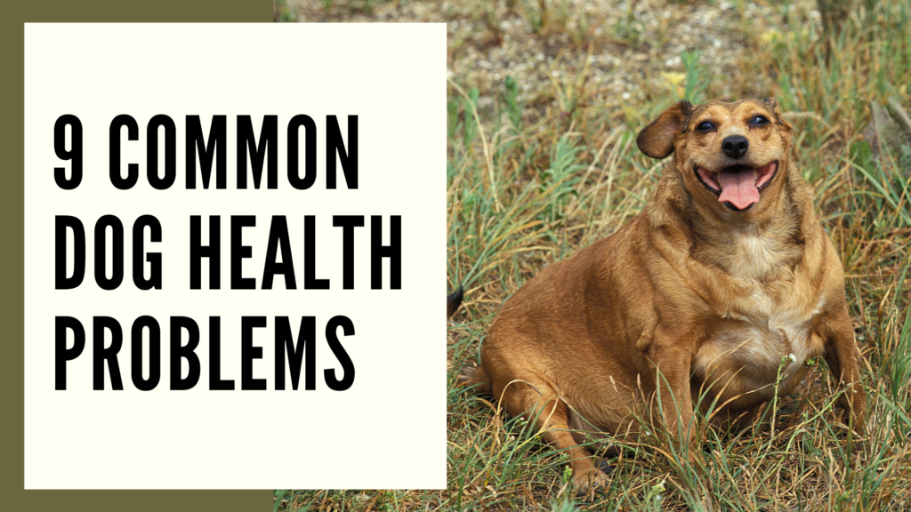 9 Common Dog Health Problems: A Guide to Keeping Your Furry Friend Healthy