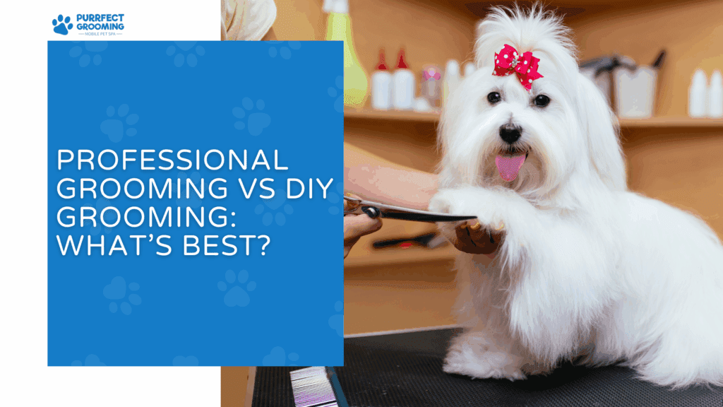 Professional Grooming vs DIY Grooming: What’s Best?
