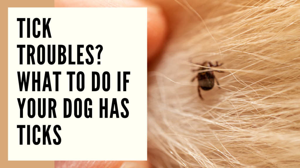 Tick Troubles? What to do if your Dog has ticks