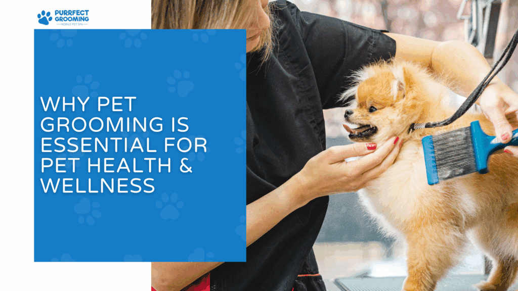 Why Pet Grooming Is Essential for Pet Health & Wellness