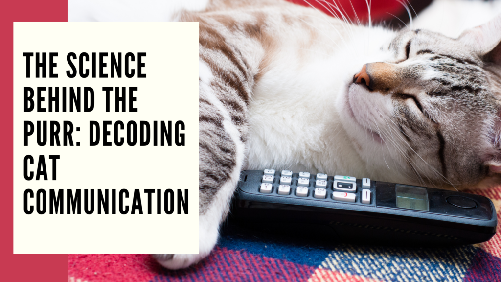 Understanding Cat Communication and Decoding the Science Behind Purring