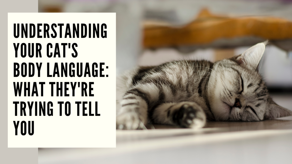 Cat Talk 101: Reading Your Kitty's Body Language Like a Pro
