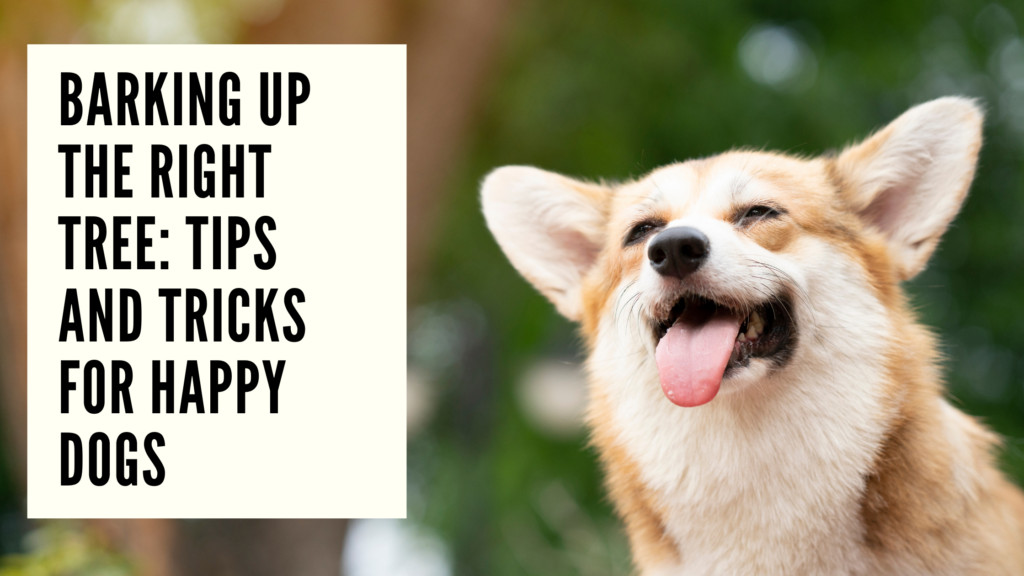 Happy Dogs 101: Ultimate Guide to Canine Bliss