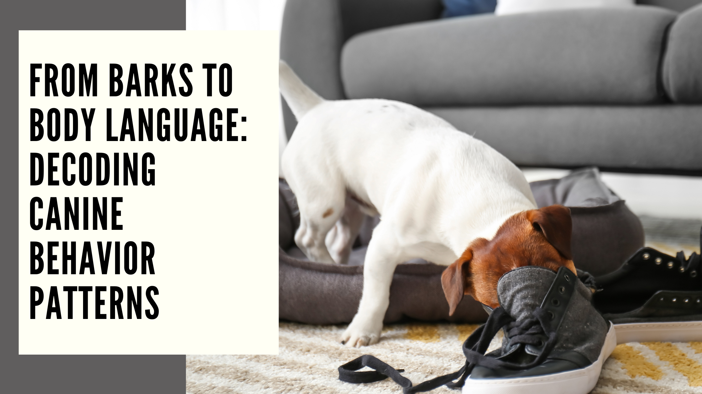 From Barks to Body Language: Decoding Canine Behavior Patterns