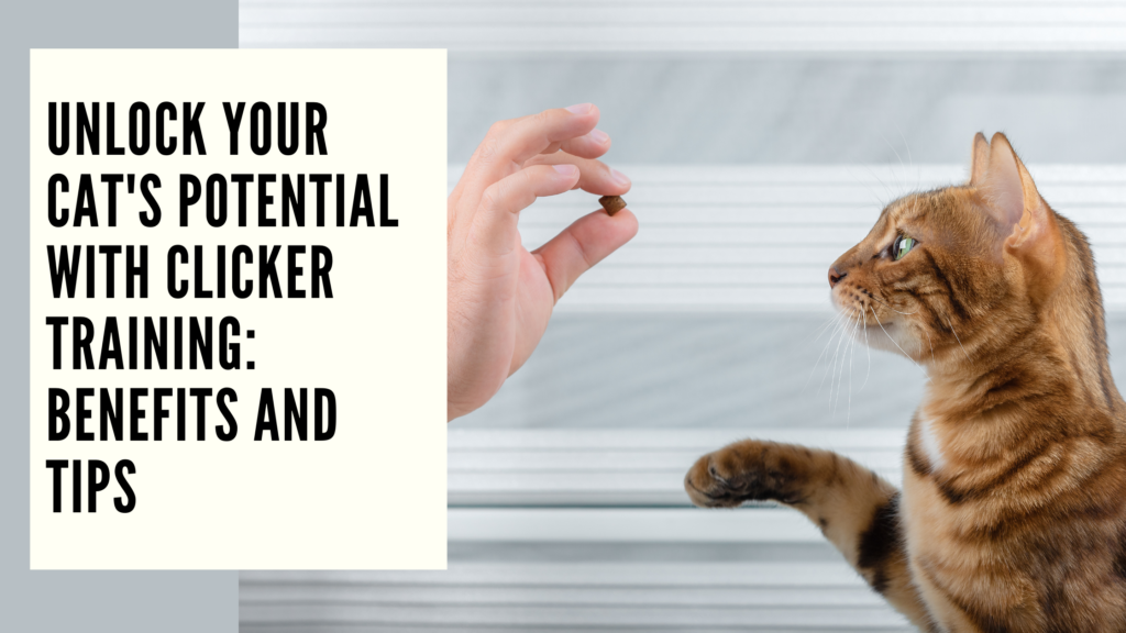 Unlock Your Cat's Potential with Clicker Training: Benefits and Tips