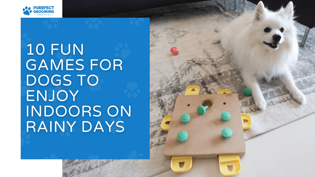 10 Fun Games for Dogs to Enjoy Indoors on Rainy Days