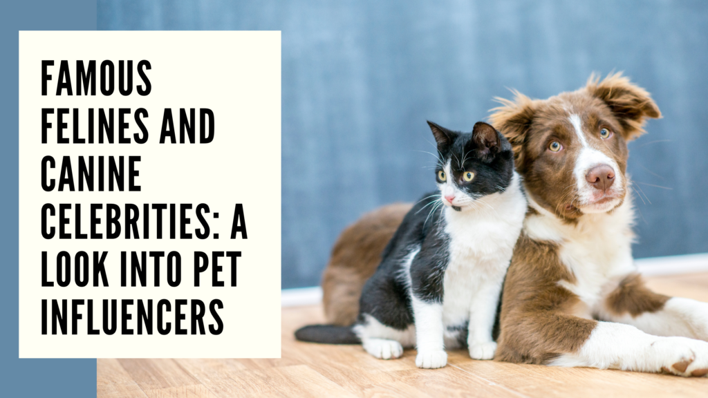 Canine and Feline Stars: How Pets Are Dominating Social Media