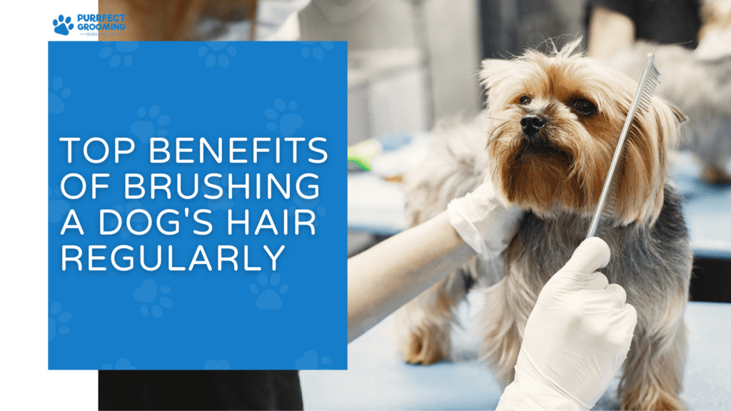 Top Benefits of Brushing A Dog's Hair Regularly