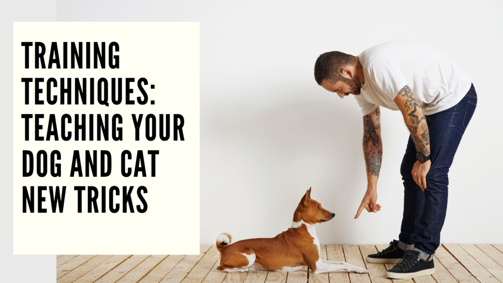 Pet Training Made Easy: Expert Tips for Dogs and Cats