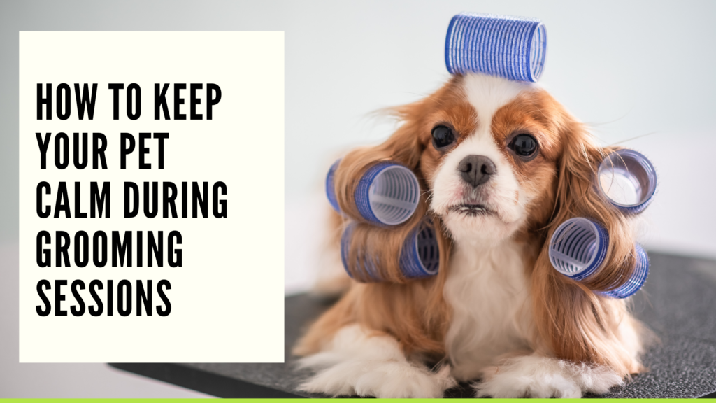 Keep Your Pet Relaxed During Grooming: Expert Tips
