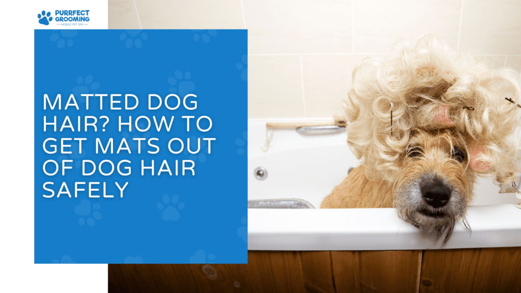 Matted Dog Hair? How to Get Mats Out of Dog Hair Safely
