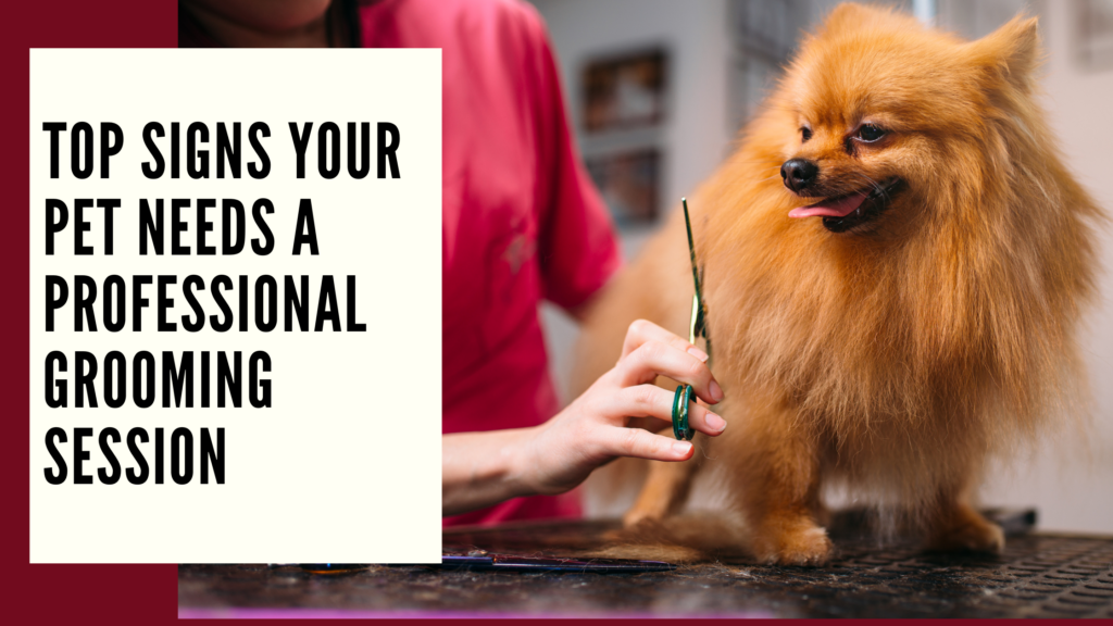 10 Clear Signs Your Pet Needs Professional Grooming Now!