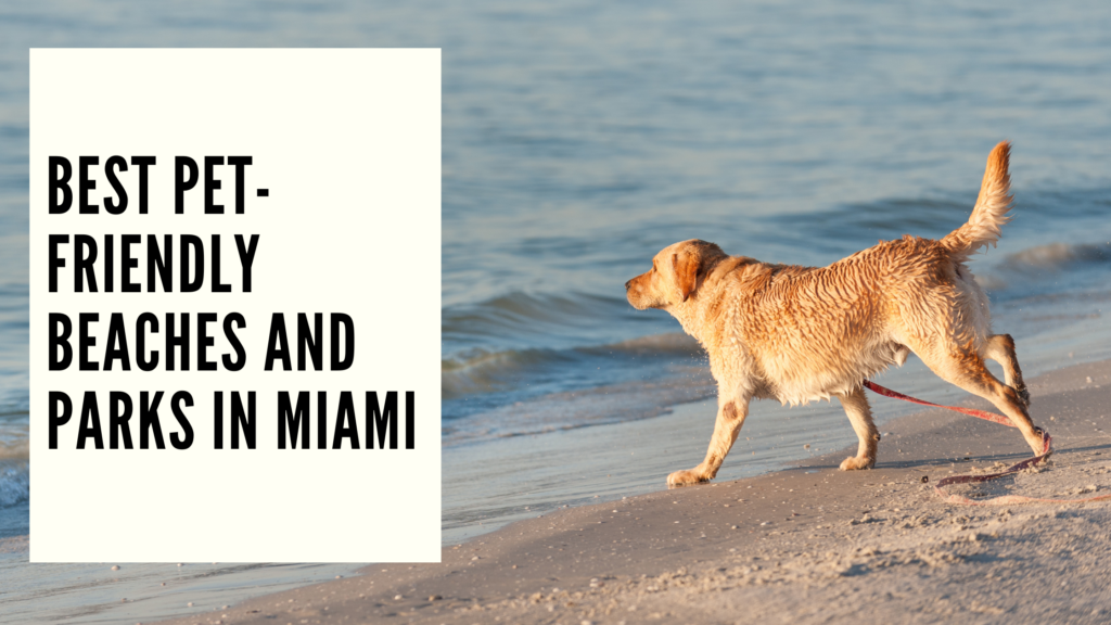 Top Dog Beaches and Parks in Miami : Off-Leash Fun & Pet-Friendly Spots!