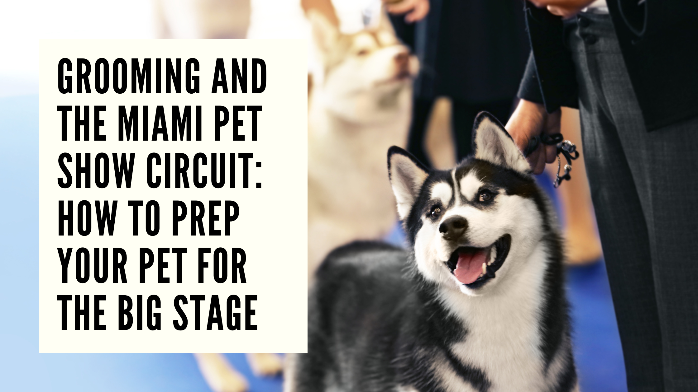 Miami Pet Show Ready: The Ultimate Grooming Guide for Your Star Pet!