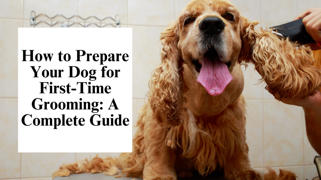 First-Time Dog Grooming Guide: Everything You Need to Know