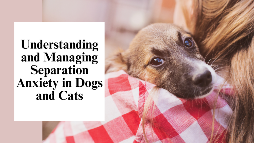 Stop the Stress: Effective Ways to Handle Pet Separation Anxiety