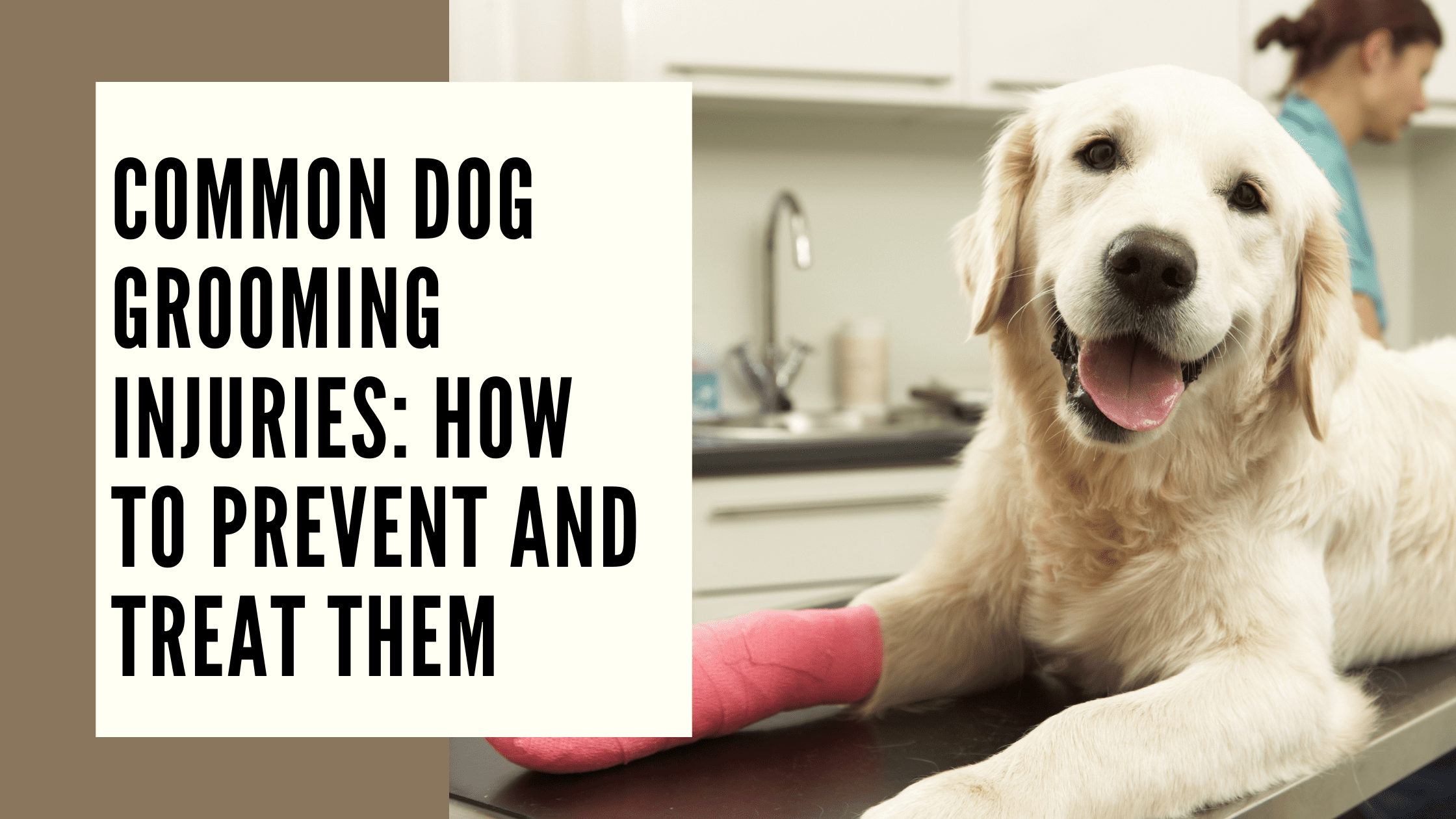 Common Dog Grooming Injuries: Every Pet Owner Must Know!