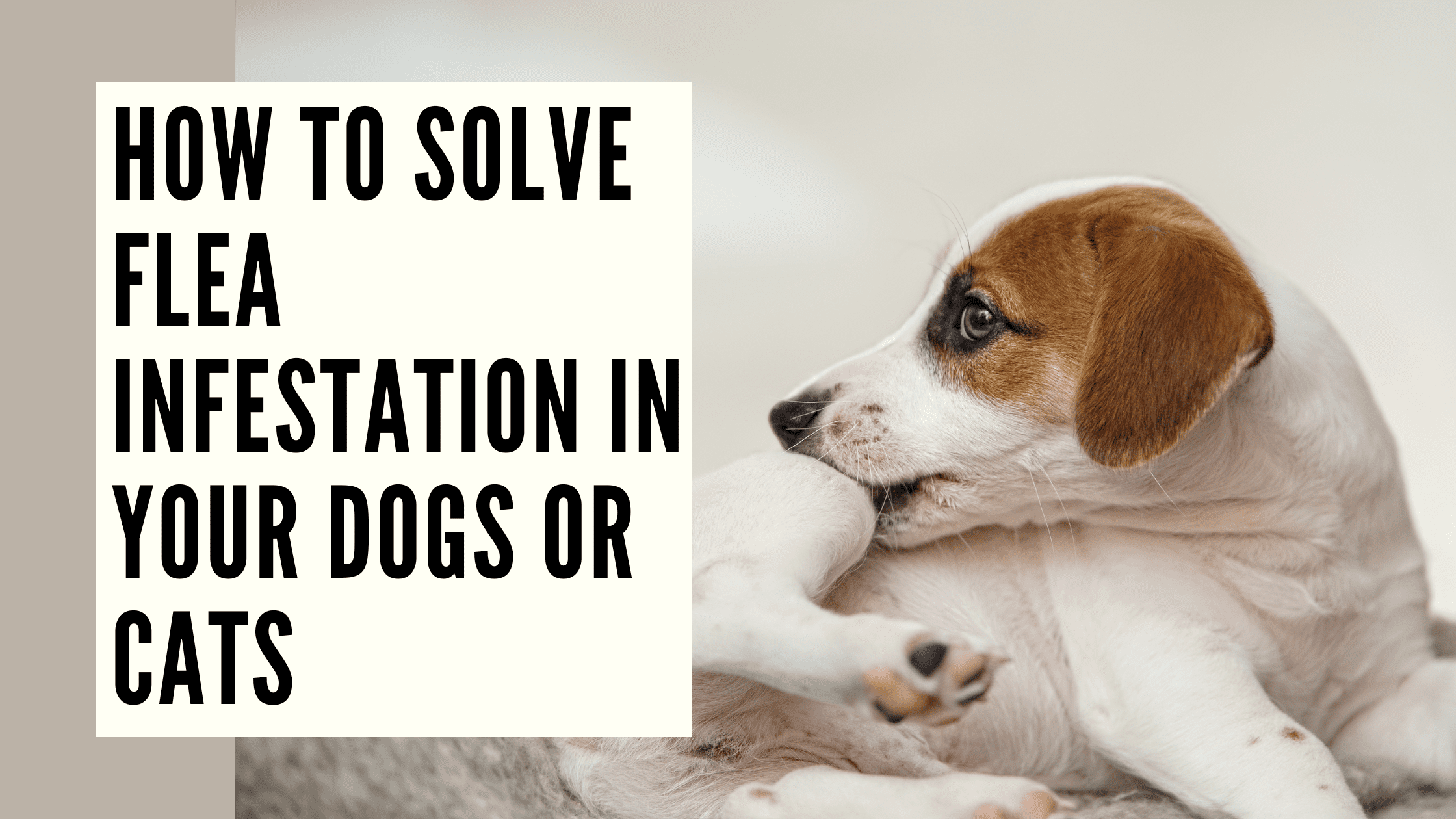 Stop Fleas in Their Tracks: Top Treatments for Dogs & Cats