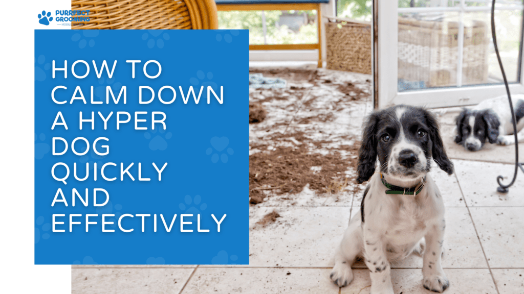How to Calm Down a Hyper Dog Quickly and Effectively