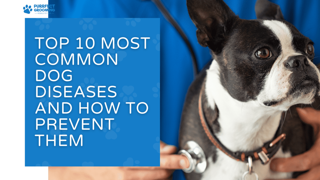 Top 10 Most Common Dog Diseases and How to Prevent Them