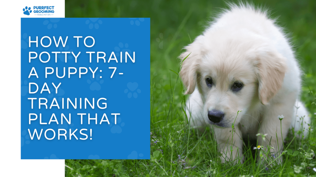 How to Potty Train a Puppy: 7-Day Training Plan That Works