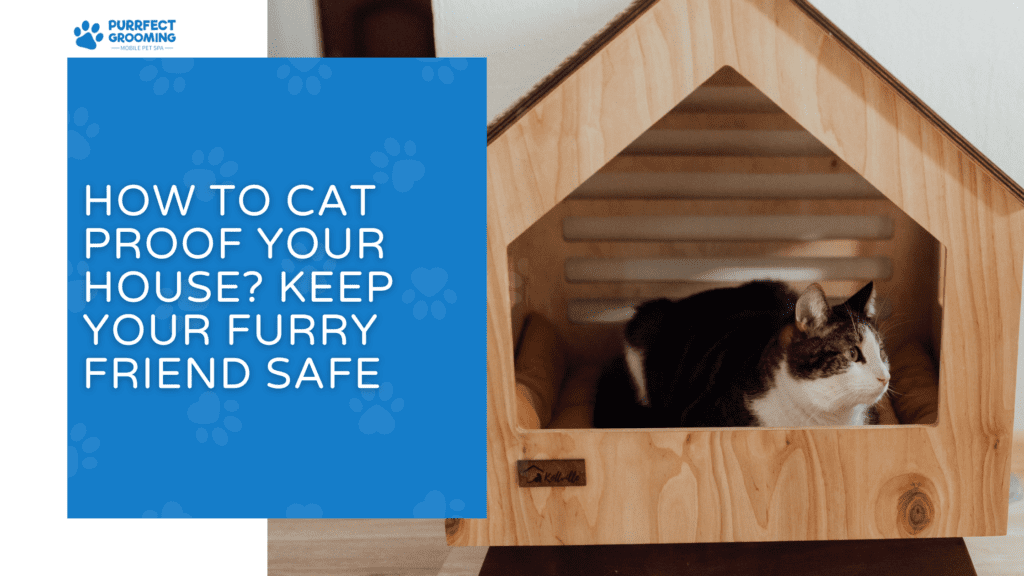 How to Cat Proof Your House? Keep Your Furry Friend Safe
