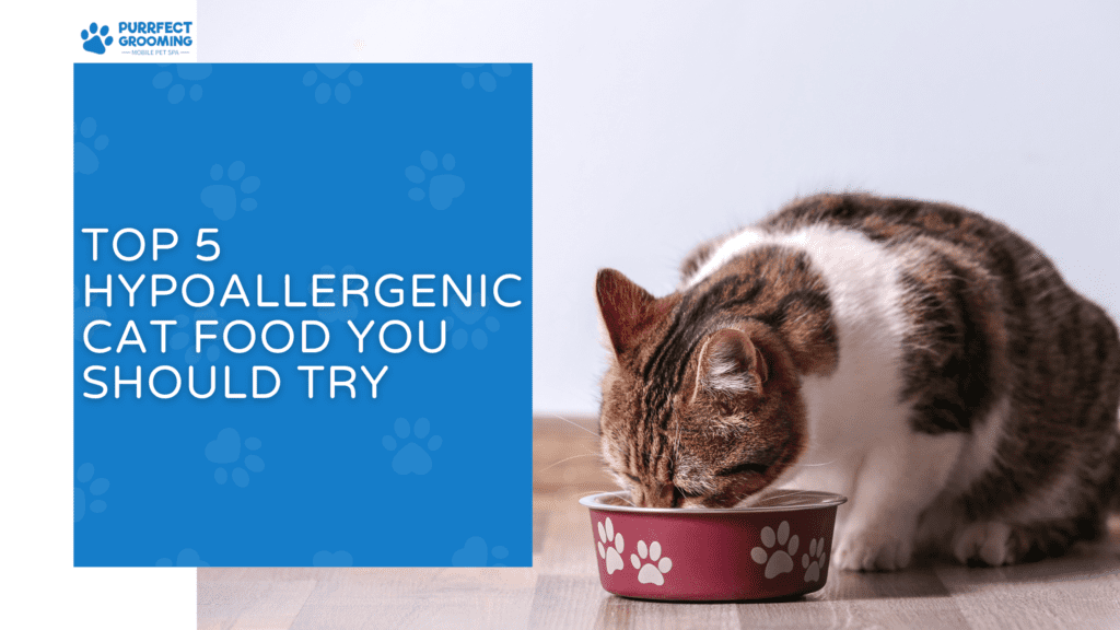 Top 5 Hypoallergenic Cat Food You Should Try