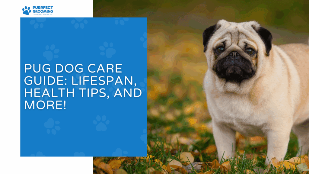 Pug Dog Care Guide: Lifespan, Health Tips, and More!