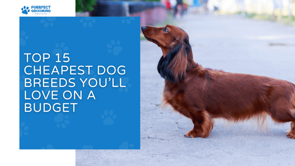 Top Cheapest Dog Breeds: 7 Budget-Friendly Picks You’ll Love