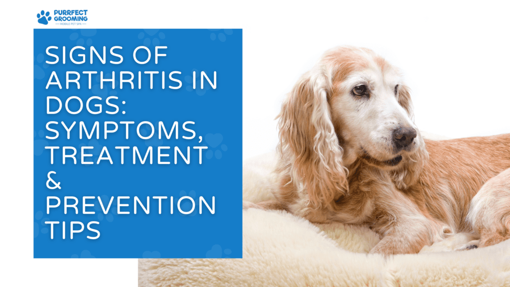 Signs of Arthritis in Dogs: Symptoms, Treatment & Prevention Tips