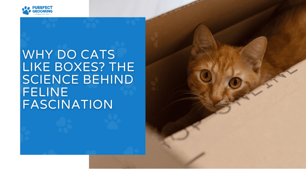 Why Do Cats Like Boxes? The Science Behind Feline Fascination
