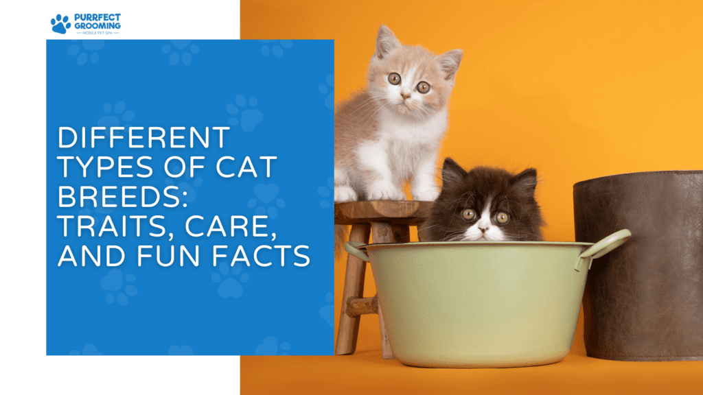 Different Types of Cat Breeds: Traits, Care, and Fun Facts - Purrfect ...