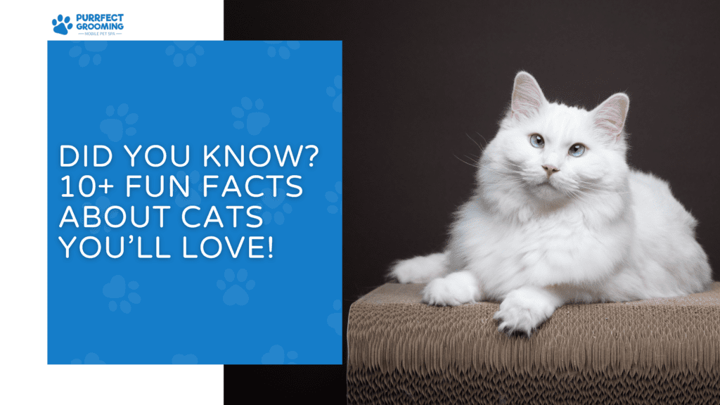 Did You Know? 10+ Fun Facts About Cats You’ll Love!