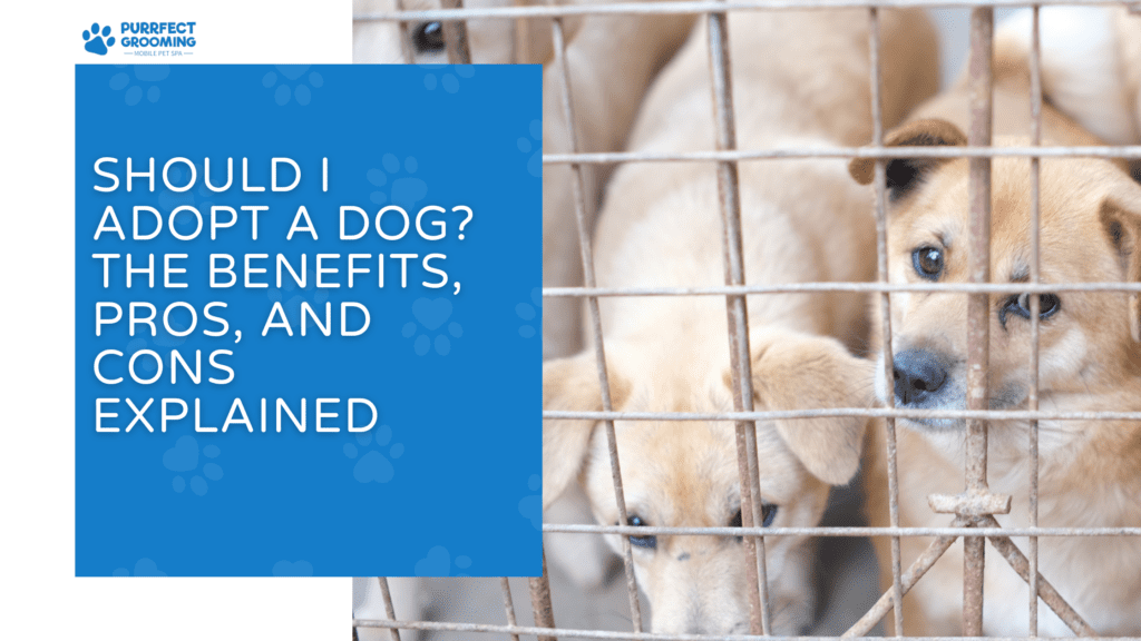 Should I Adopt a Dog? The Benefits, Pros, and Cons Explained