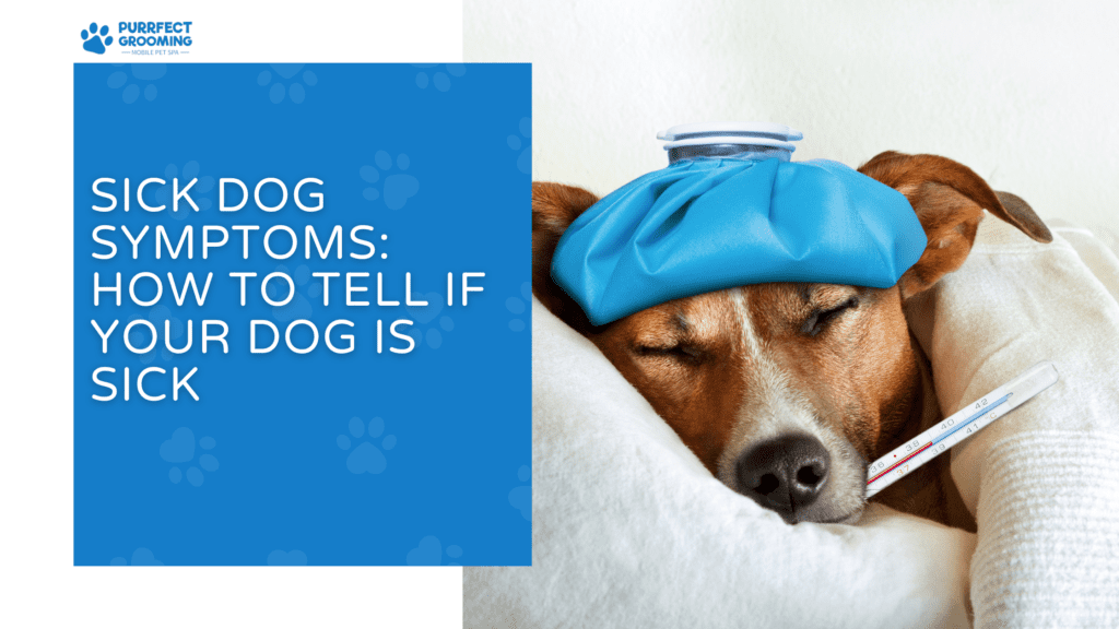 Sick Dog Symptoms: How to Tell If Your Dog is Sick