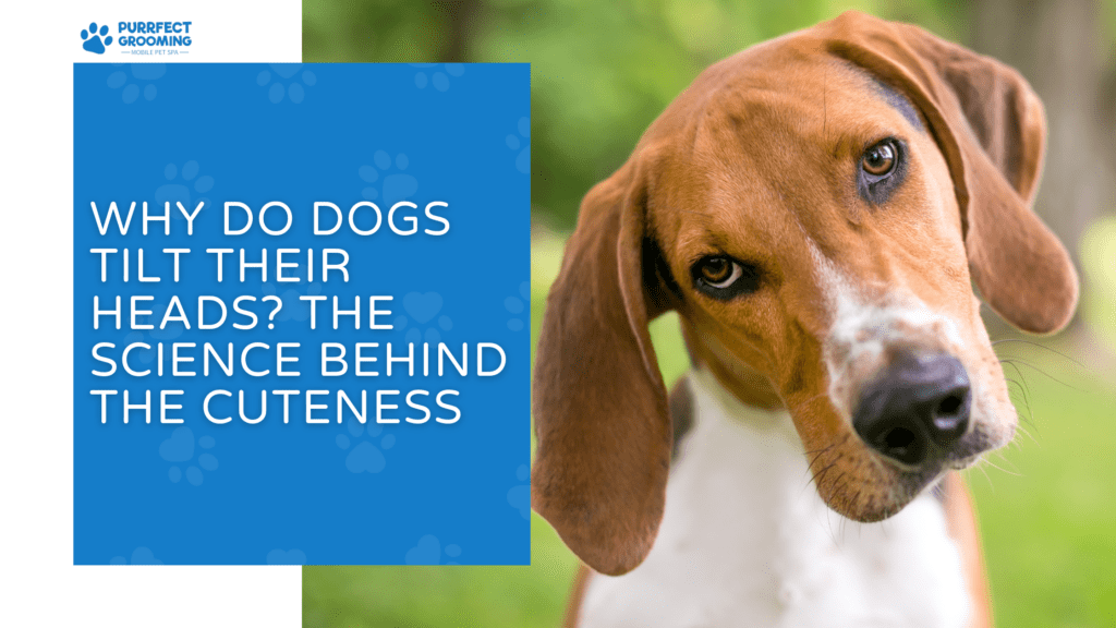Why Do Dogs Tilt Their Heads? The Science Behind the Cuteness