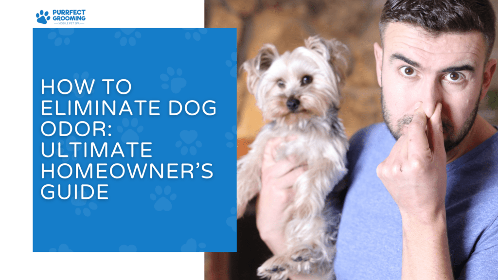How to Eliminate Dog Odor: Ultimate Homeowner’s Guide