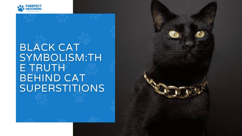 Black Cat Symbolism:The Truth Behind Cat Superstitions
