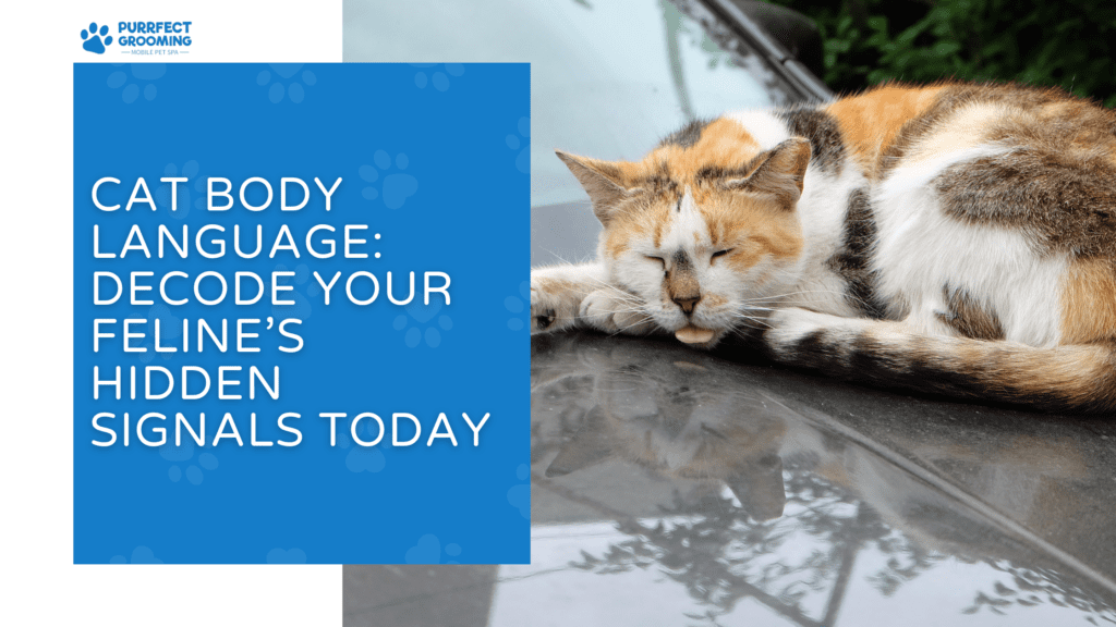 Cat Body Language: Decode Your Feline’s Hidden Signals Today!