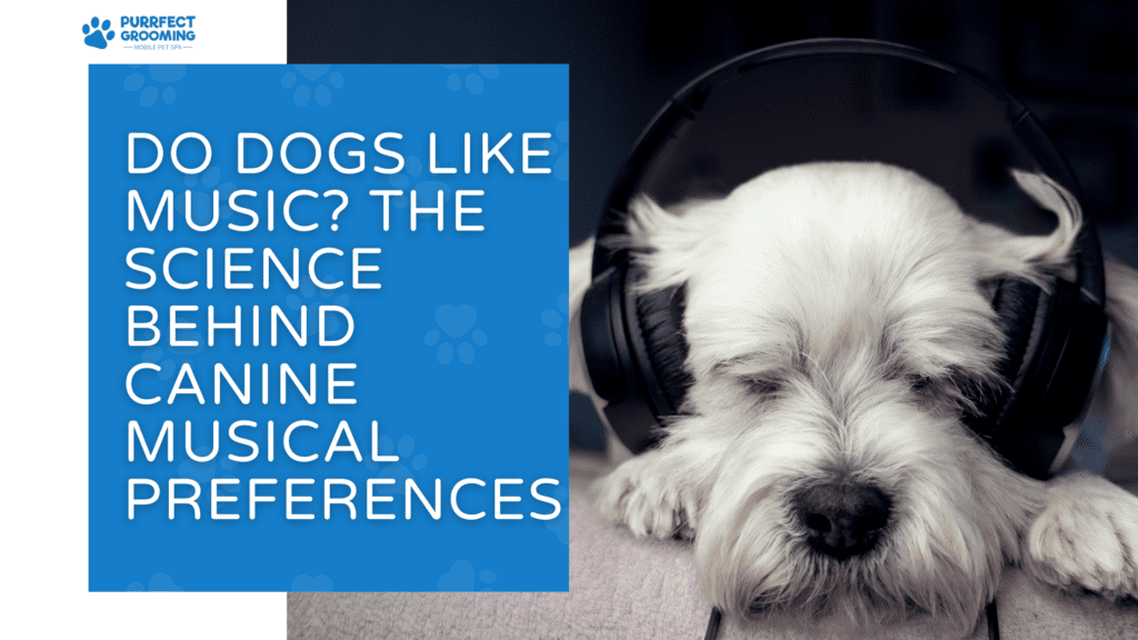 Do Dogs Like Music? The Science Behind Canine Musical Preferences