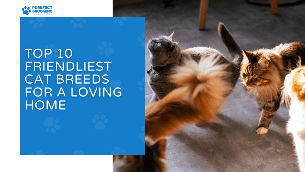 Top 10 Friendliest Cat Breeds for a Loving Home