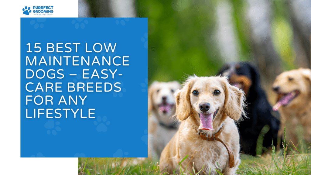 15 Best Low Maintenance Dogs:Easy Care Breeds for Any Lifestyle