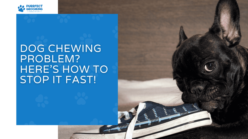 Dog Chewing Problem? Here’s How to Stop It Fast!
