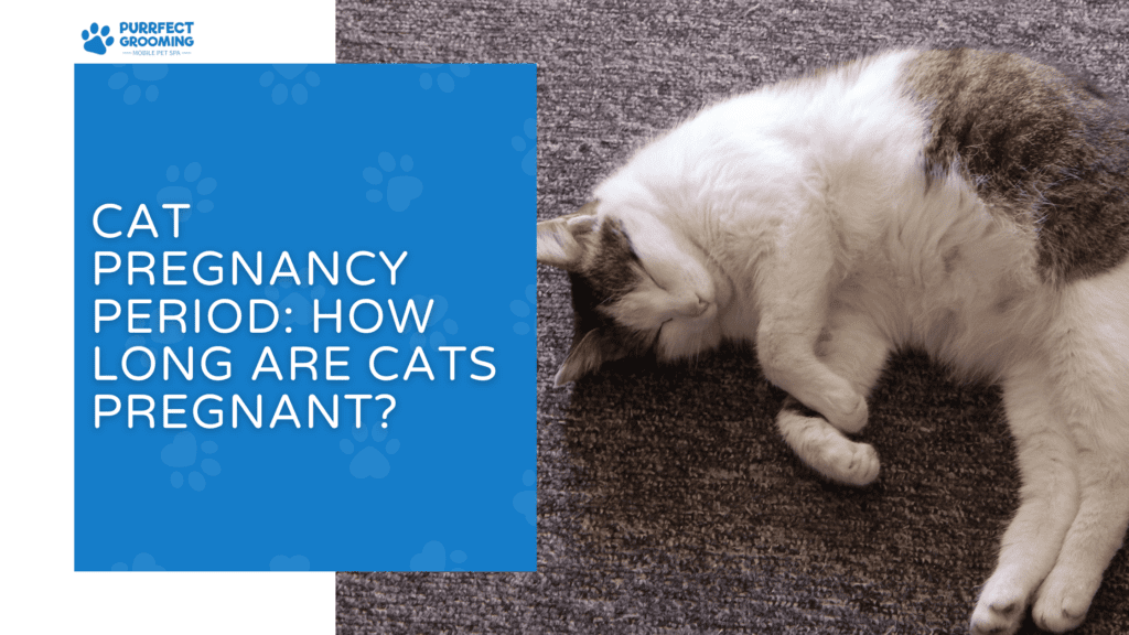 Cat Pregnancy Period: How Long Are Cats Pregnant