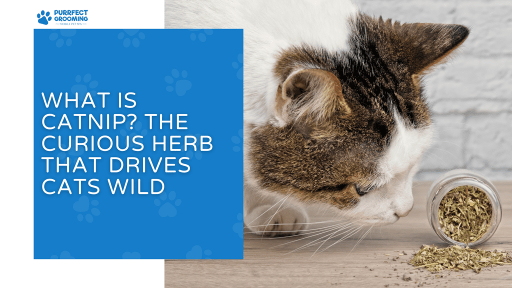 What Is Catnip? The Curious Herb That Drives Cats Wild