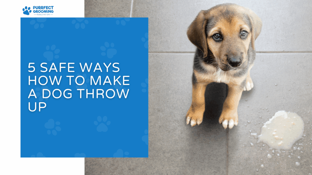 5 Safe Ways How to Make a Dog Throw Up