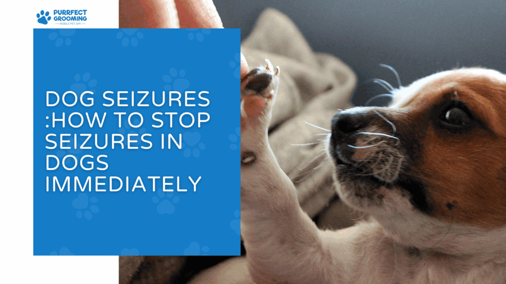 Dog Seizures :How to Stop Seizures in Dogs Immediately