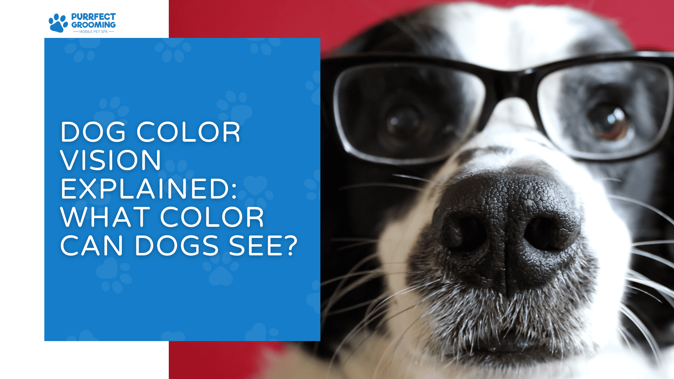 Dog Color Vision Explained: What Color Can Dogs See?